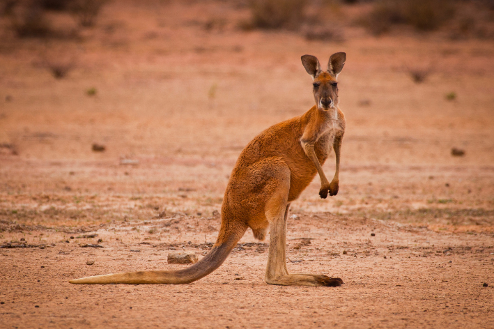 Plovooo - Página Inicial